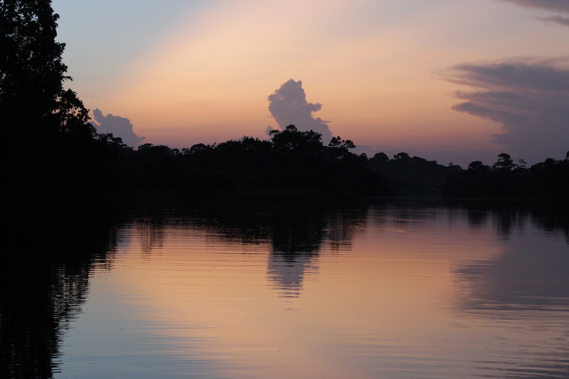 Cómo ayudar y pasar a la acción en el incendio de Amazonas - Revista ...