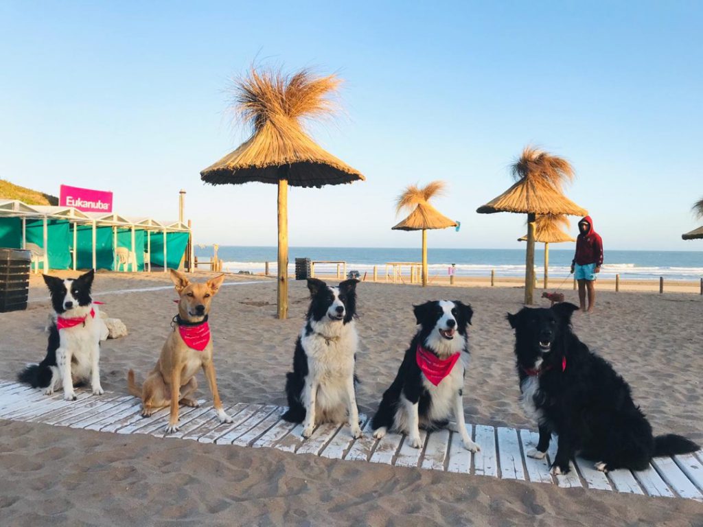 Vamos a la playa con nuestros perros: cómo cuidarlos y disfrutarlos más ...