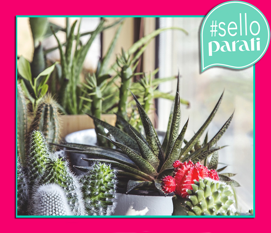 6 Tips Para Que Puedas Cuidar Tus Plantas De Interior En Invierno