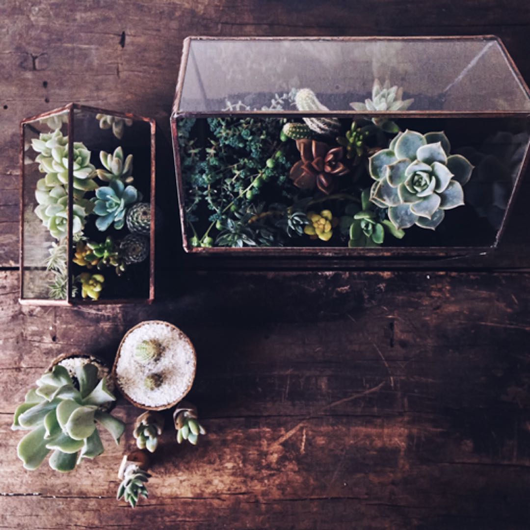 Armá tu propio terrario del desierto y decorá un rincón de tu casa ...