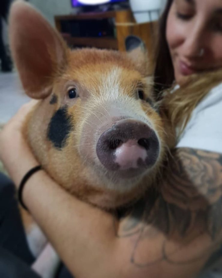 Vive en un departamento y tiene una chancha como mascota: "Nunca ...