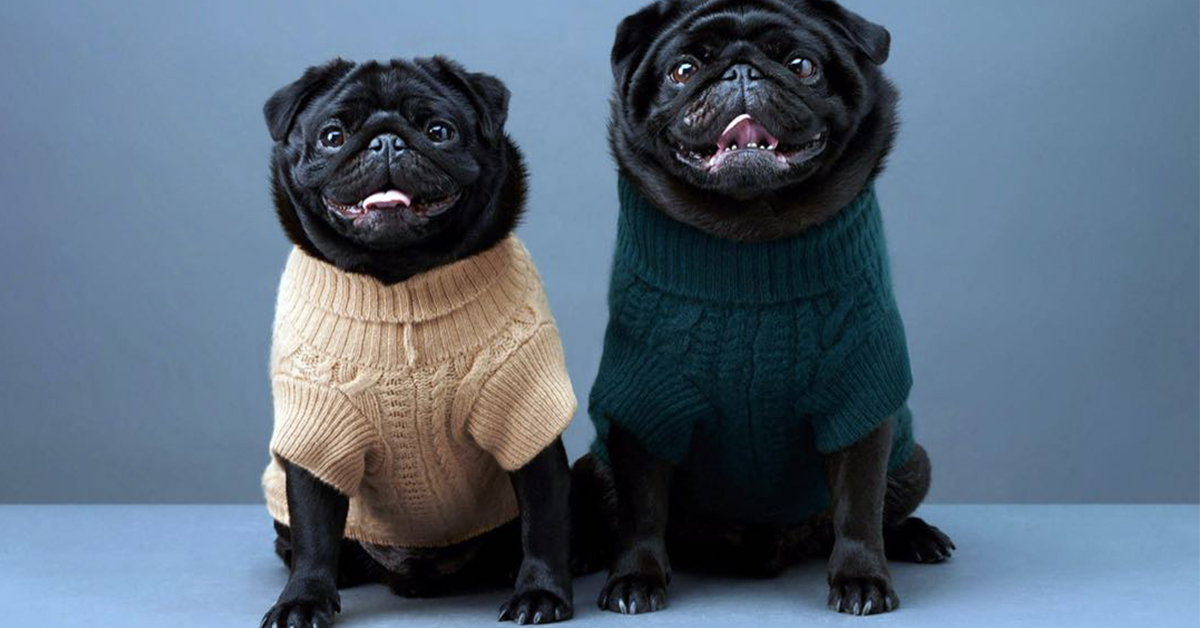 Trench y suéteres de jersey para perros... Una colección con pedigree ...