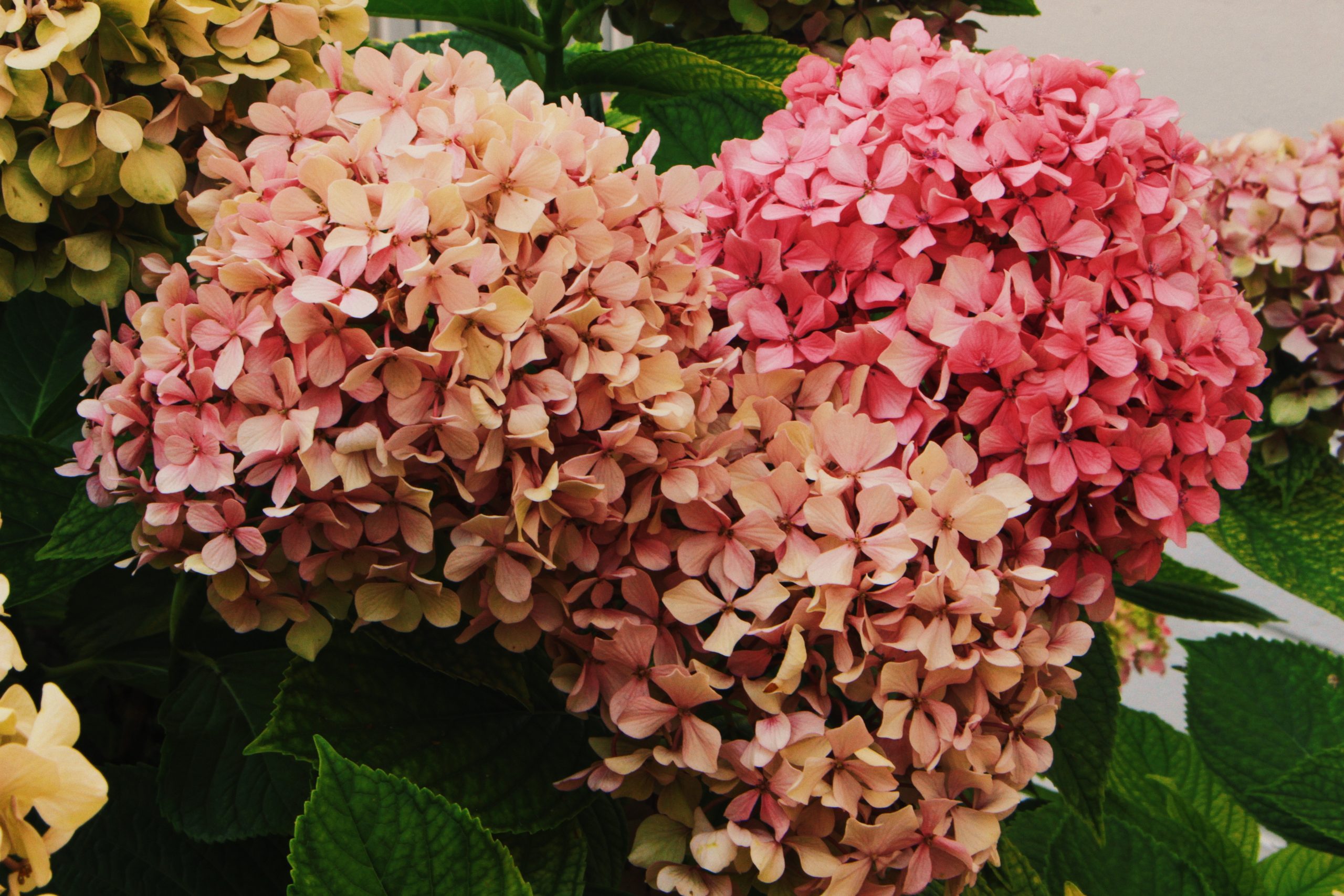 5 plantas que crecen muy bien a la sombra - Revista Para Ti