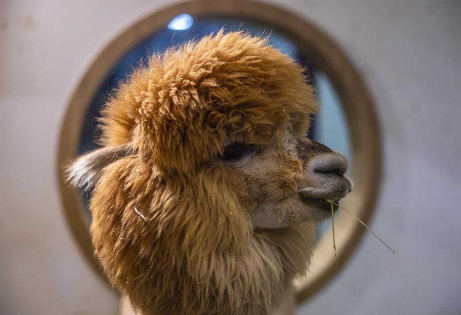 La tendencia más insólita: cafés con animales exóticos - Revista Para Ti