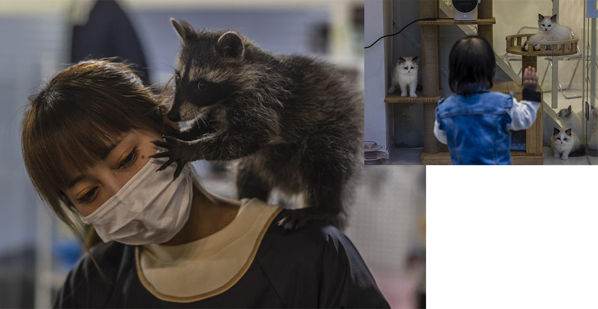 La tendencia más insólita: cafés con animales exóticos - Revista Para Ti