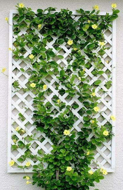 Las 6 enredaderas y trepadoras más lindas para plantar en otoño ...
