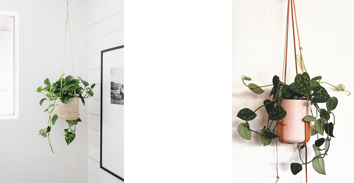 7 curiosidades que tenés que saber sobre el potus, la planta de ...