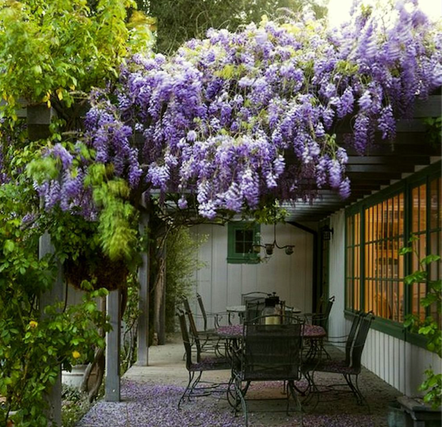 Las más lindas trepadoras con flor para darle color a tu jardín ...