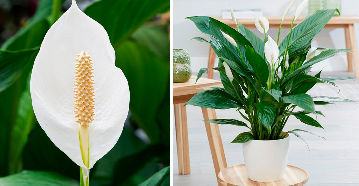 6 curiosidades que tenés que saber sobre el espatifilo: la planta de ...