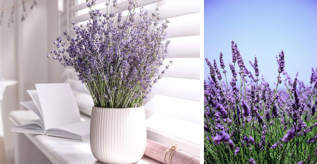 7 curiosidades que tenés que conocer sobre la lavanda: la planta ...