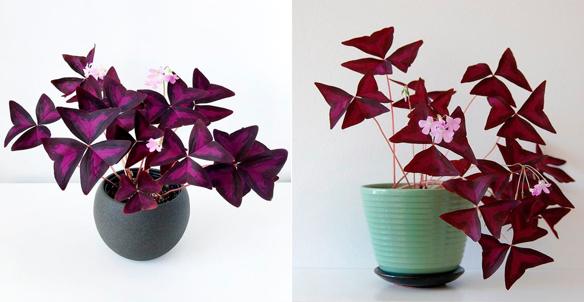 Todo lo que tenés que saber sobre la planta mariposa: la especie fácil ...