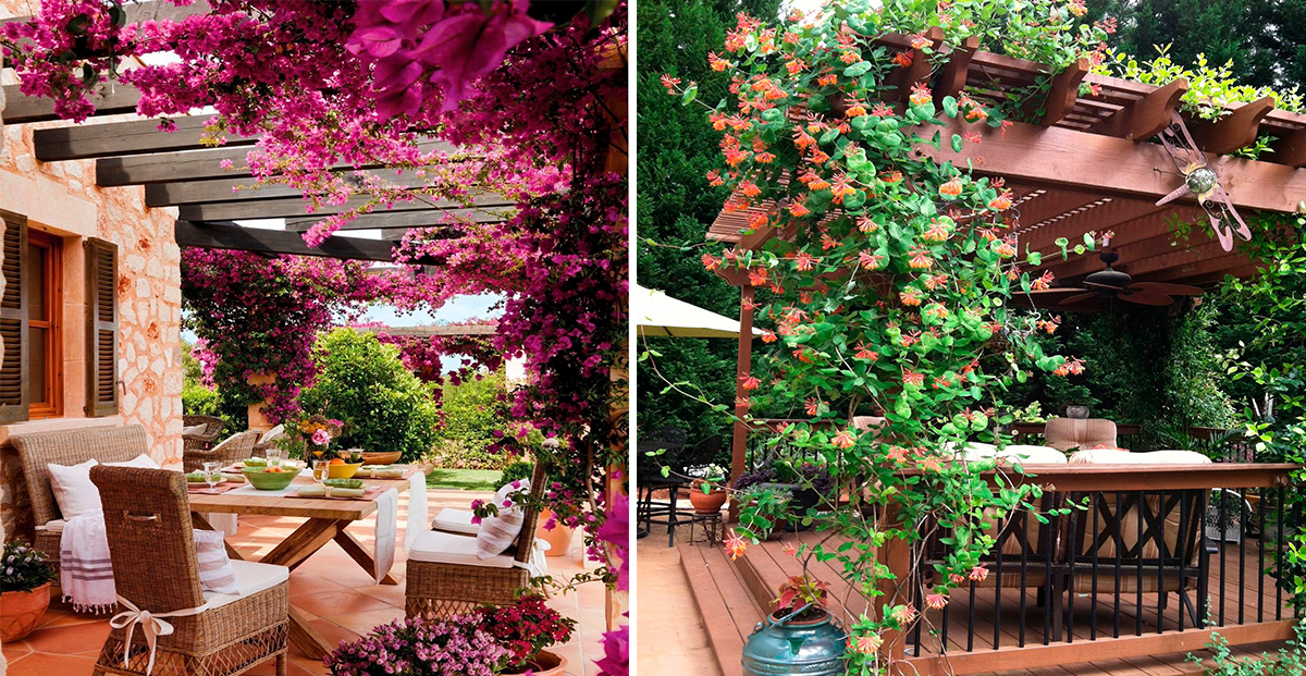 Las mejores trepadoras con flor perfectas para pérgolas - Revista Para Ti