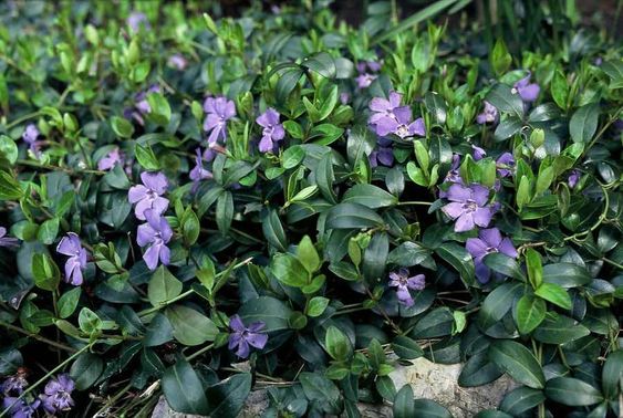 5 plantas con flores que crecen muy bien a la sombra - Revista Para Ti