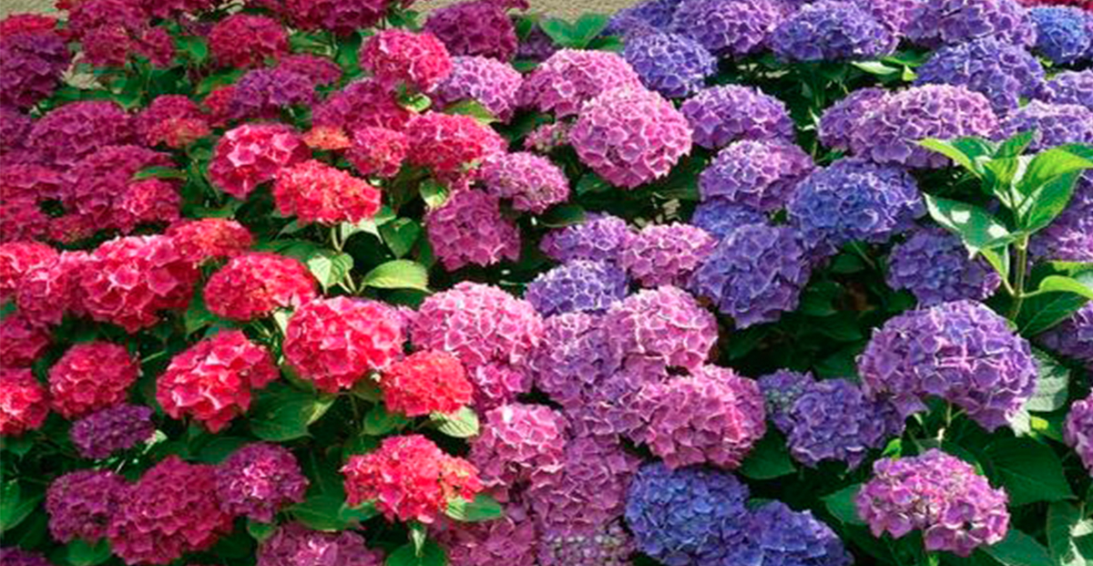 5 plantas con flores que crecen muy bien a la sombra - Revista Para Ti