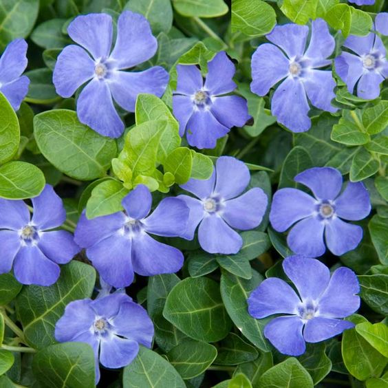 5 plantas con flores que crecen muy bien a la sombra - Revista Para Ti