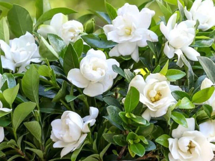 5 plantas perfumadas que crecen muy bien a la sombra - Revista Para Ti