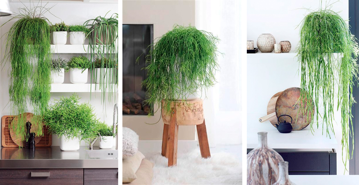 Rhipsalis: uno de los cactus colgantes más populares para decorar el ...