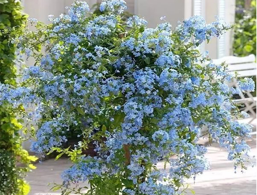 6 plantas de flor azul, perfectas para cultivar en maceta y llenar de ...