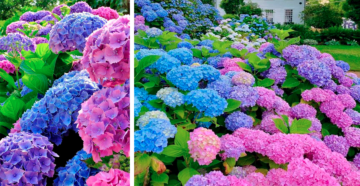 7 curiosidades que tenés que conocer sobre la hortensia: la planta ...