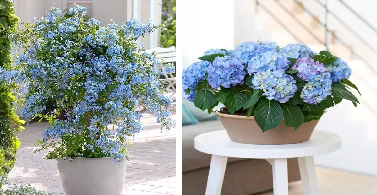 6 plantas de flor azul, perfectas para cultivar en maceta y llenar de ...