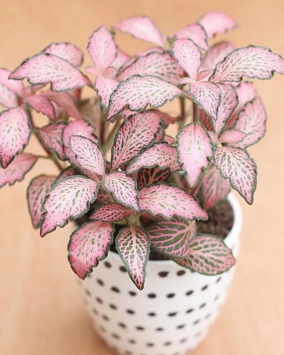 6 plantas de color rosa para decorar los interiores con estilo y ...