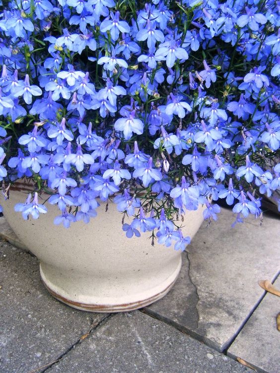 6 plantas de flor azul, perfectas para cultivar en maceta y llenar de ...
