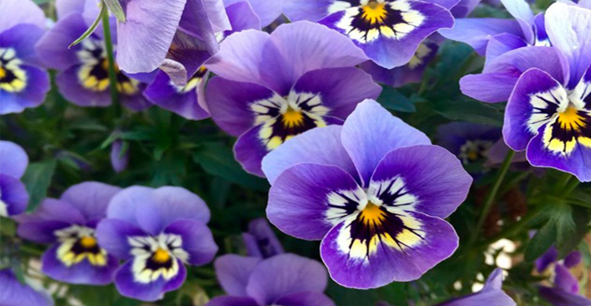 9 plantas de flor violeta perfectas para llenar de estilo y delicadeza ...