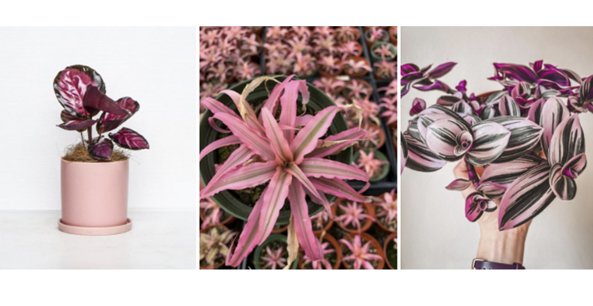 Planta De Hojas Rosas Y Verdes