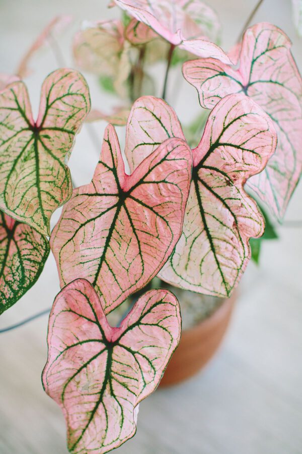 6 plantas de color rosa para decorar los interiores con estilo y ...