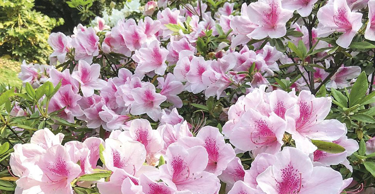 Azalea: la planta perfecta para llenar de colores los exteriores que ...