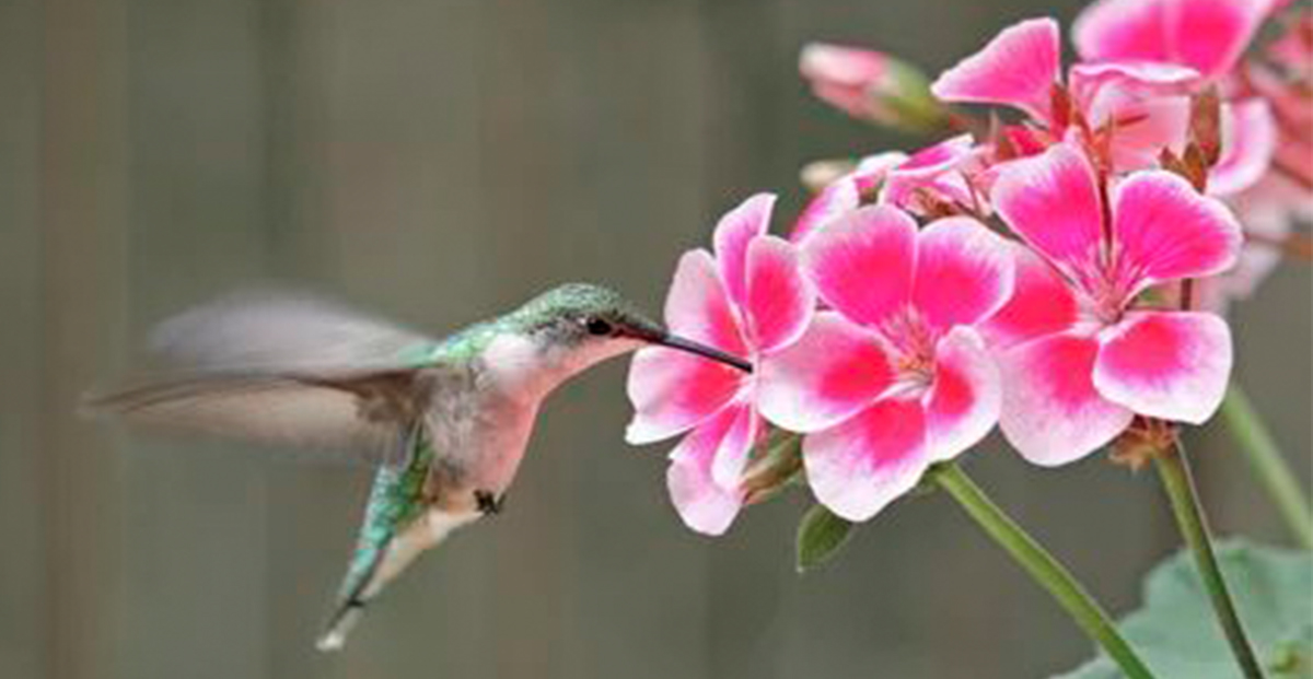 Qué tenés que tener en tu jardín para atraer colibríes: 4 flores ...