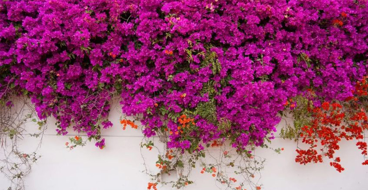 Conocé a la Santa Rita: una de las enredaderas más buscadas para ...