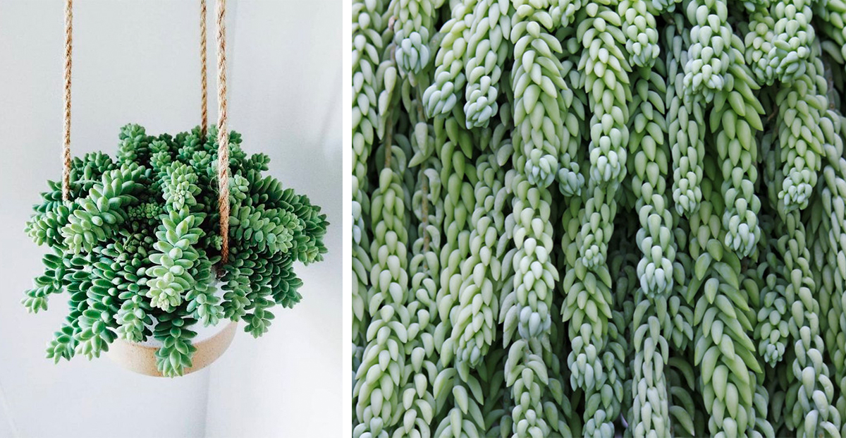 Cola de burro: la suculenta colgante fácil de cuidar que es tendencia ...