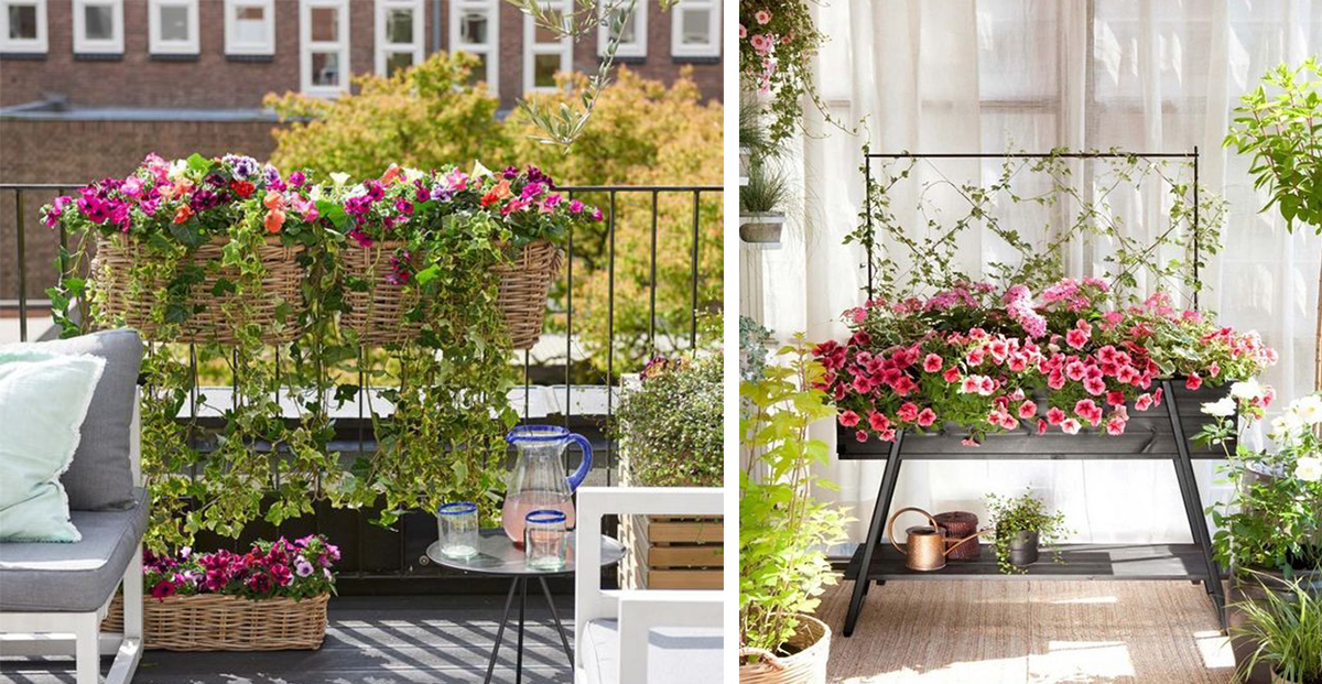 Cómo renovar tu balcón con plantas: opciones deco y fáciles de cuidar ...