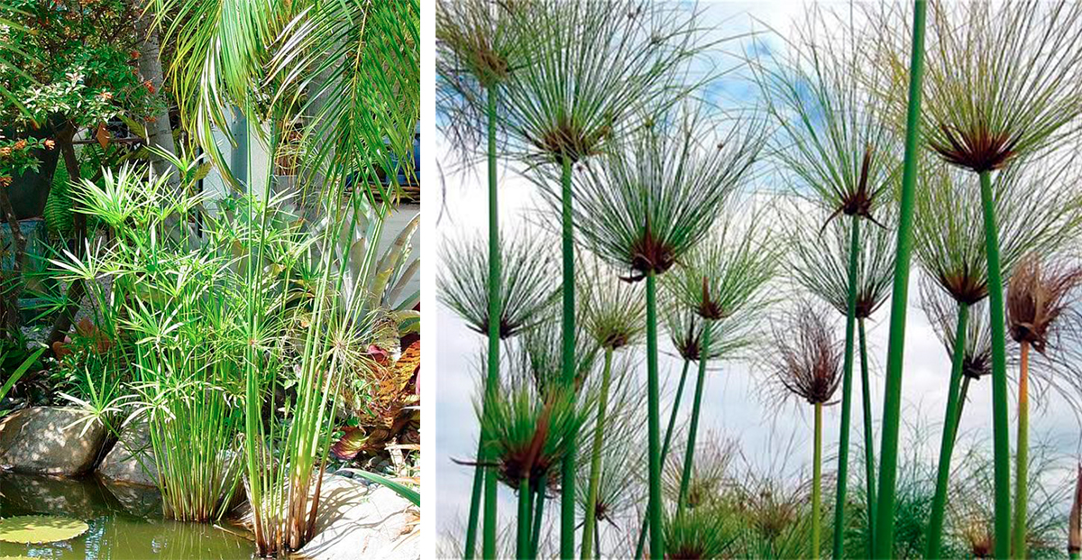 Planta del papiro: la especie acuática ideal para decorar los espacios ...