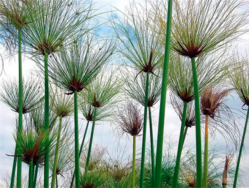 do an experiment Incompetence ribbon papirus planta squeeze violin ...