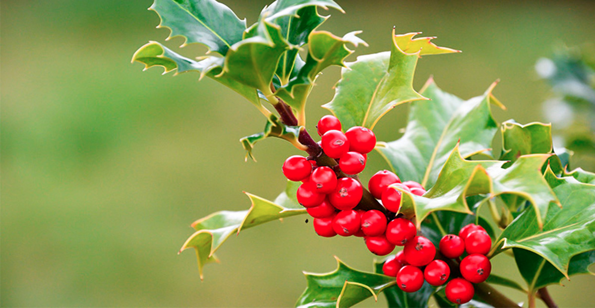 7 curiosidades que tenés que conocer sobre el acebo: una de las plantas ...