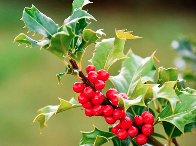 7 curiosidades que tenés que conocer sobre el acebo: una de las plantas ...