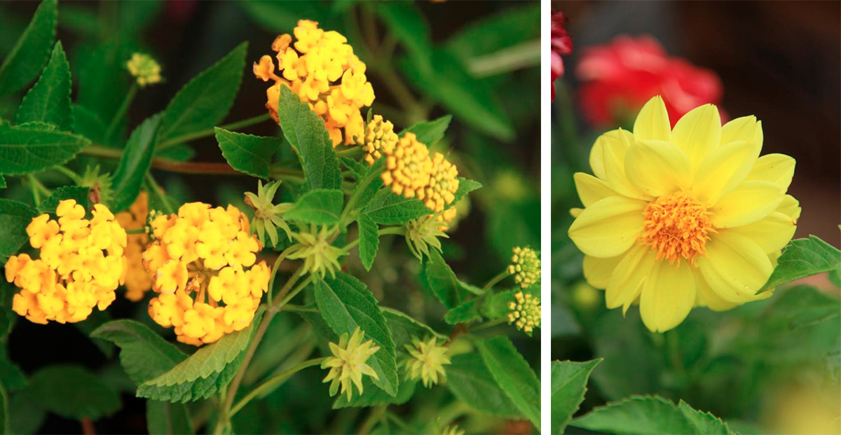 8 flores amarillas perfectas para alegrar tu jardín este verano ...