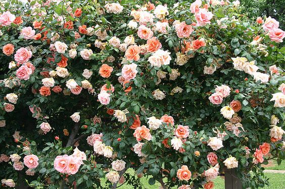 Las rosas trepadoras más lindas para darle color a tu jardín - Revista Para Ti