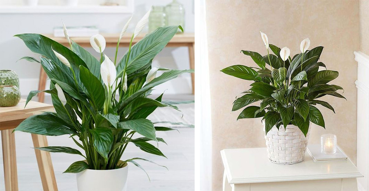 Espatifilo: curiosidades y cuidados de la planta de interior que ...