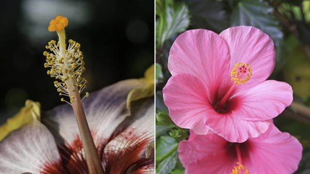 Rosa china: curiosidades y cuidados de una de las flores más bellas y ...