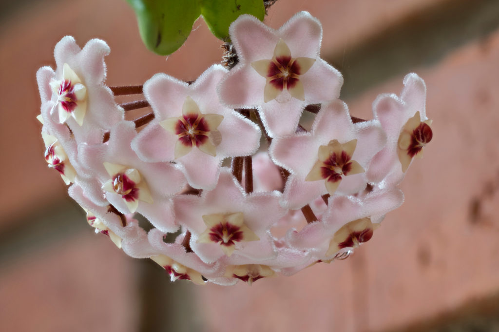 Flor de nácar: la planta trepadora con flores que parecen de porcelana ...