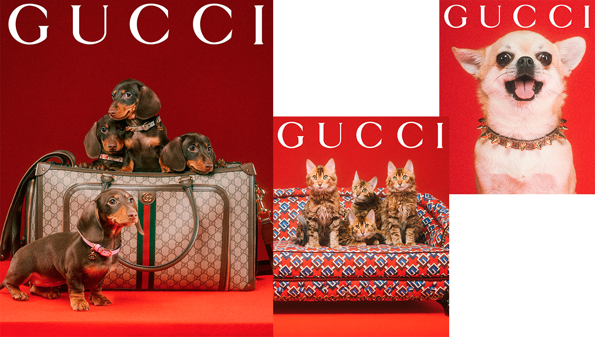 Gucci presentó su línea de ropa y accesorios de lujo para mascotas ...