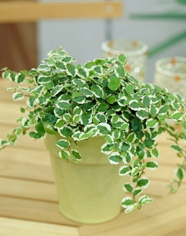 Ficus pumila: la planta trepadora que gana terreno en interiores ...