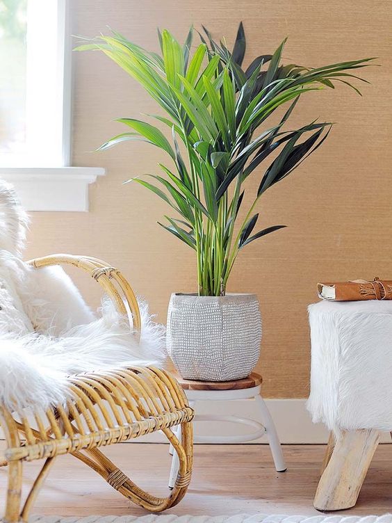 4 palmeras de interior, fáciles de cuidar y perfectas para darle un ...