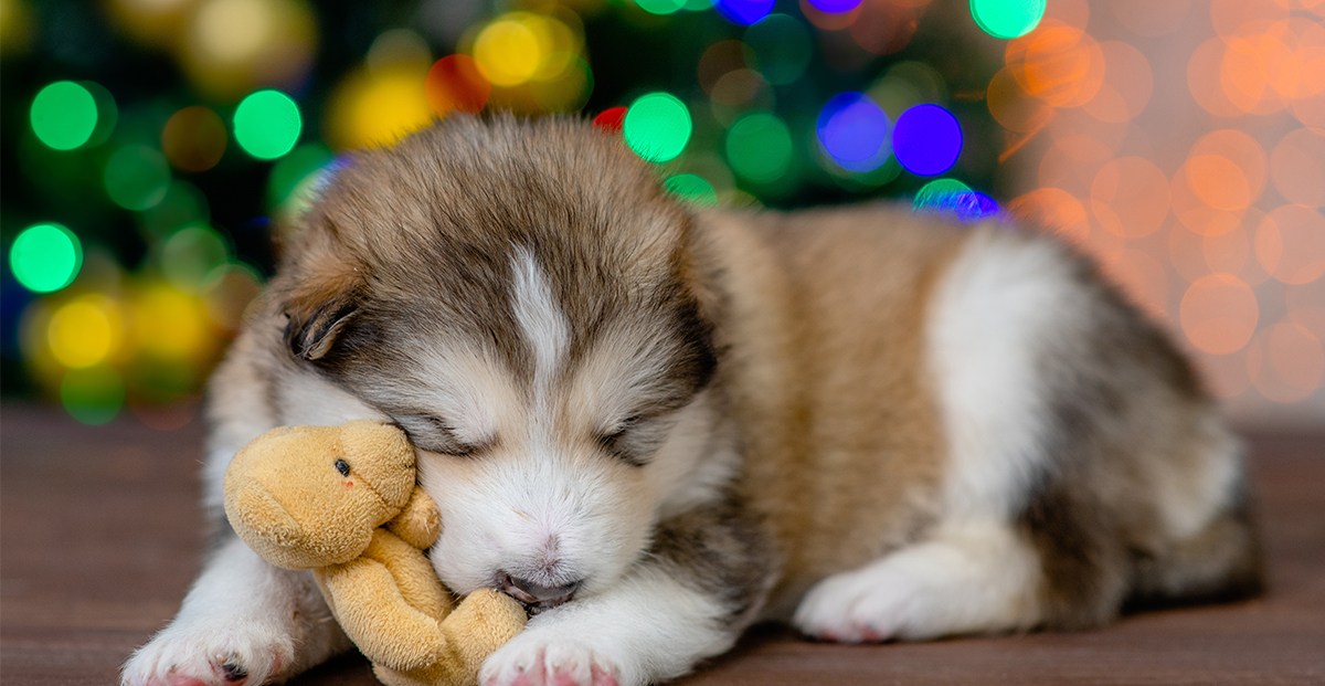 Navidad y pirotecnia: qué hacer para que las mascotas no sufran en las ...