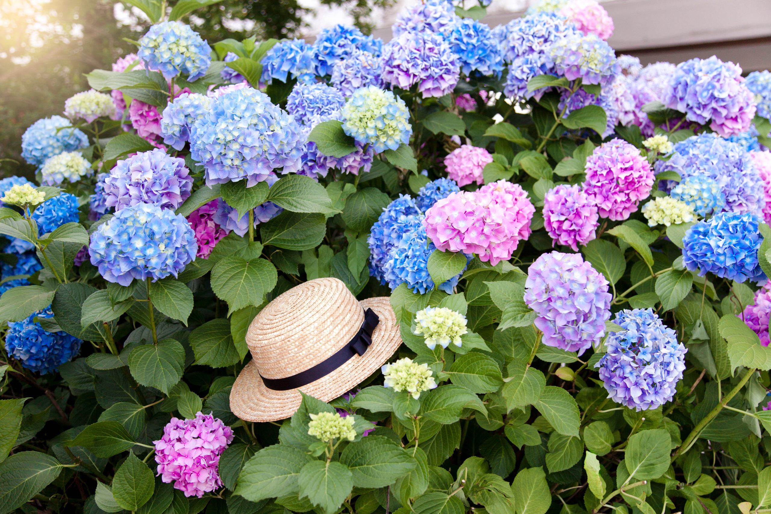 Temporada de hortensias: cómo cuidar y potenciar el color de la flor ...