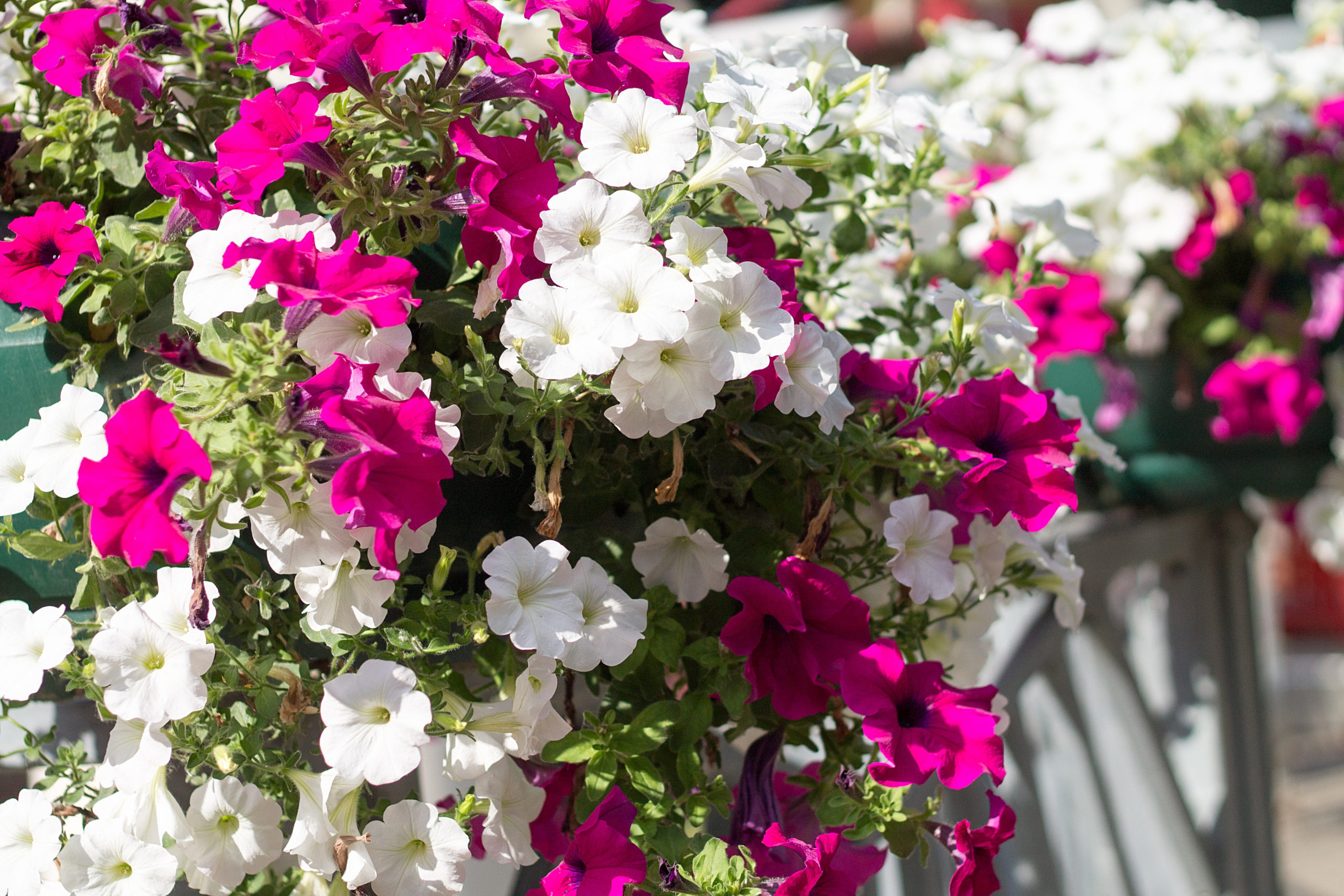 Petunia: cómo cuidar la flor nativa que aguanta el sol, el calor y no ...