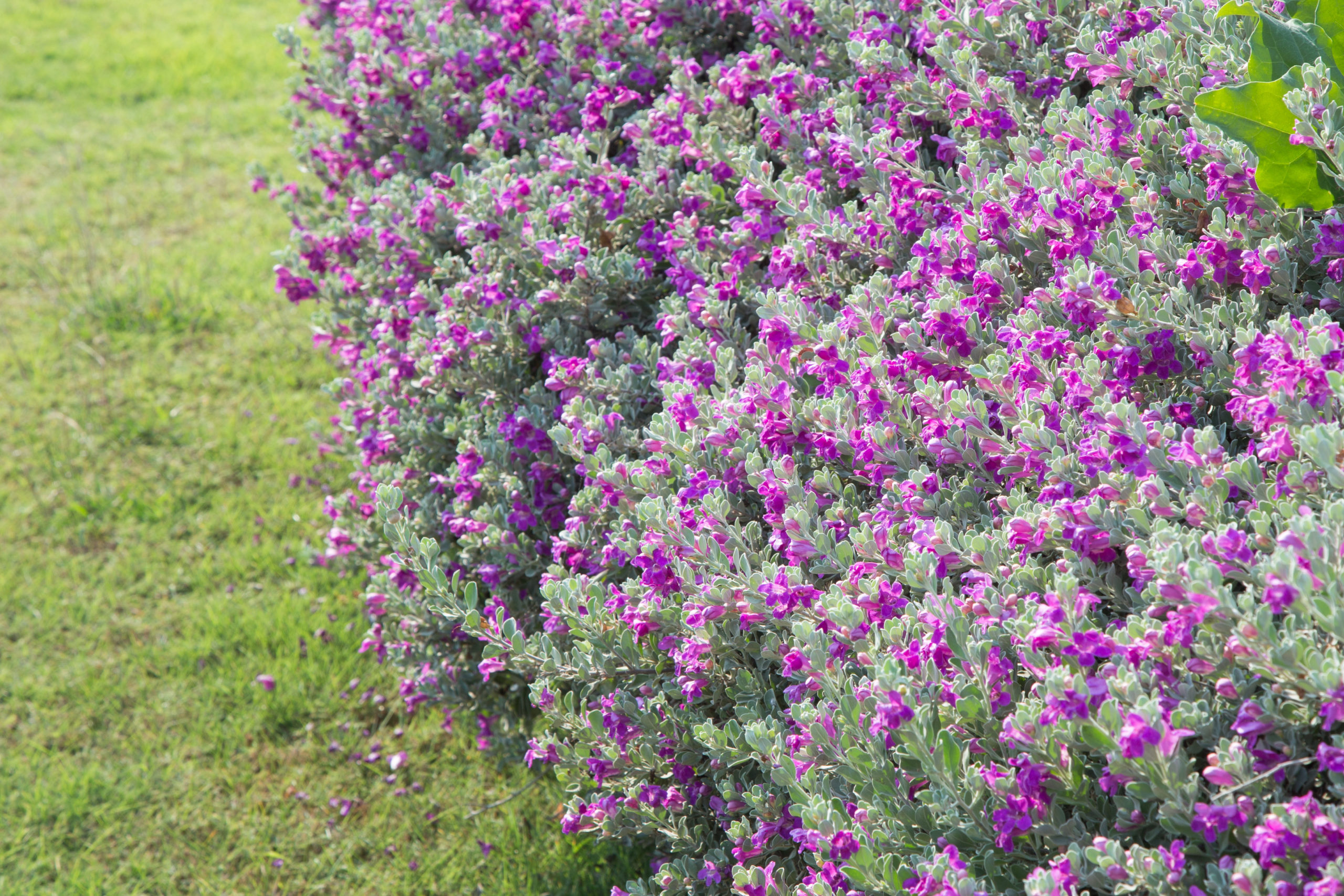 Cenizo: el arbusto todo terreno ideal para decorar jardines rústicos o ...